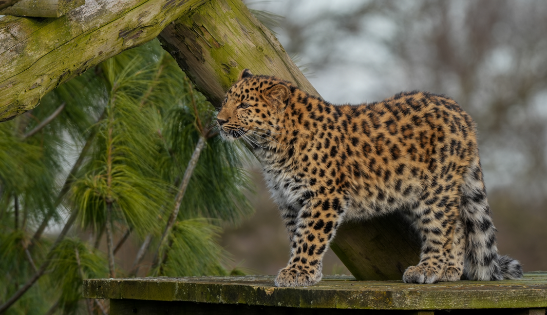 Critically Endangered Amur leopard cub's first steps in the wider world ... Critically Endangered Amur leopard cub's first steps in the wider world ...